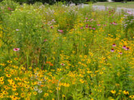 Meadows | Campbell Natural Landscape Design